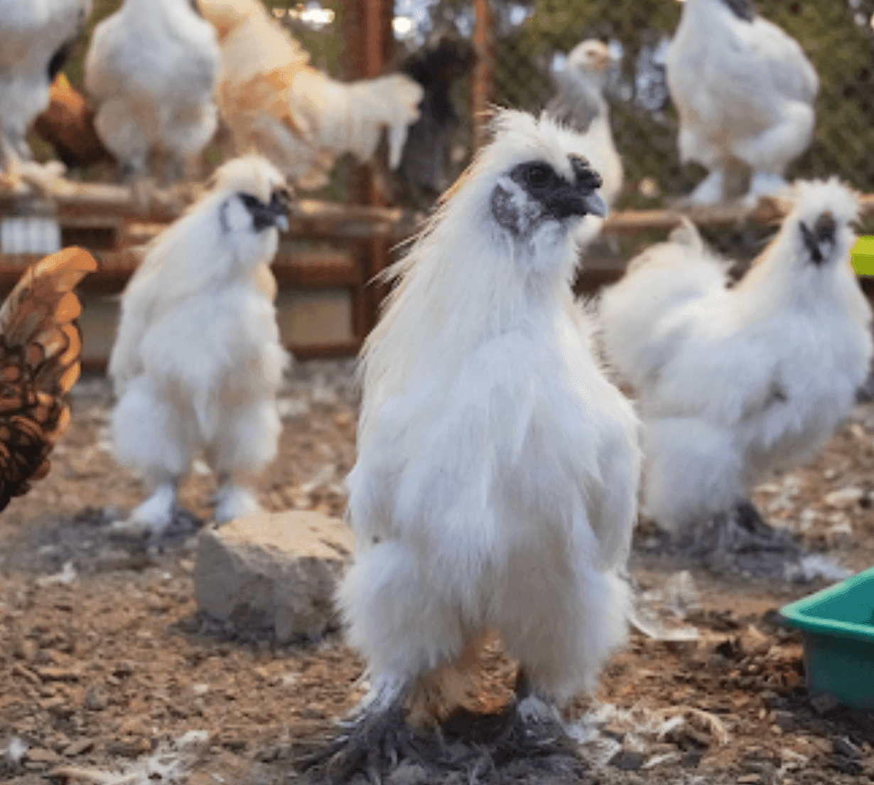 Get 10% Off Zootopia - The Funyard Animal Petting Farm | Sector 58 ...