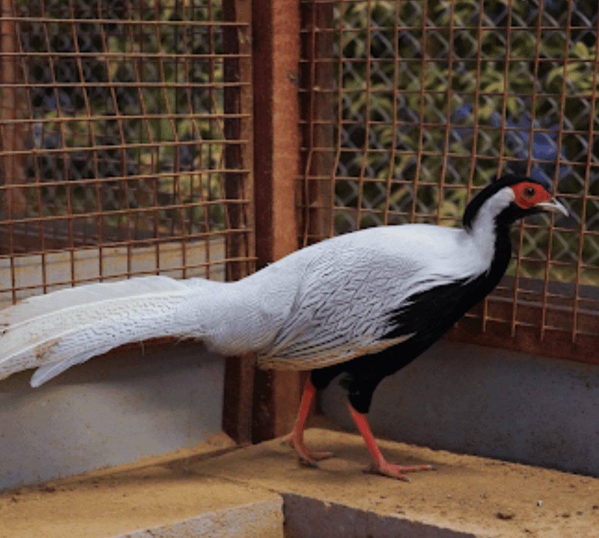 Get 10% Off Zootopia - The Funyard Animal Petting Farm | Sector 58 ...